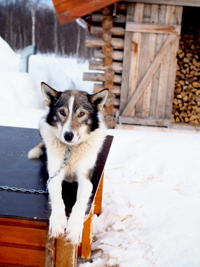 Dogsledding at Holmen Husky Lodge in Northern Norway