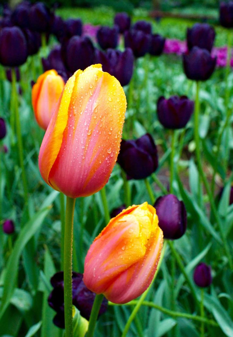 A guide to seeing tulips in the Netherlands | To Europe and Beyond